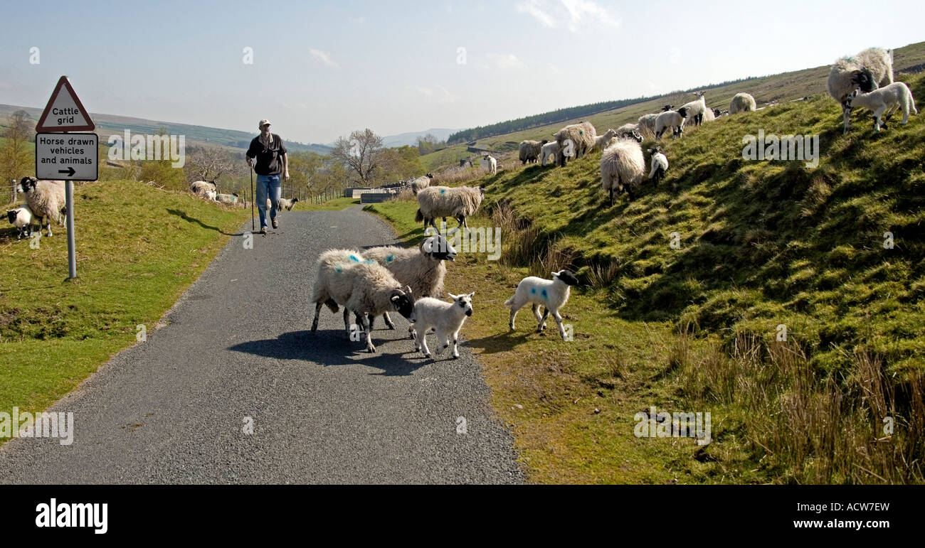 Sheep farming,.Rounding up sheep.at Bradley. Yorkshire Stock Photo - Alamy