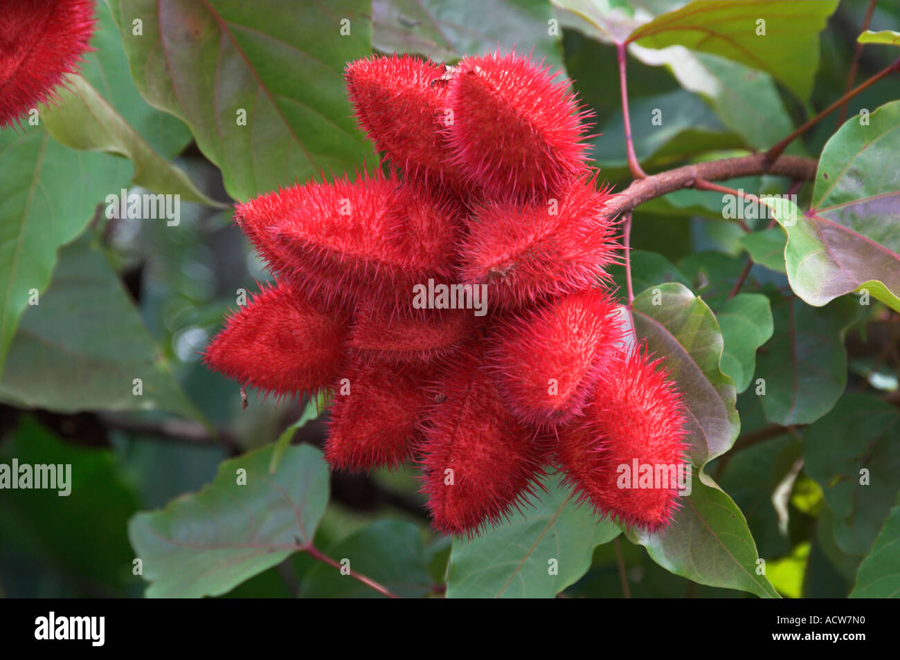 Botany bright costa rica hi-res stock photography and images - Alamy