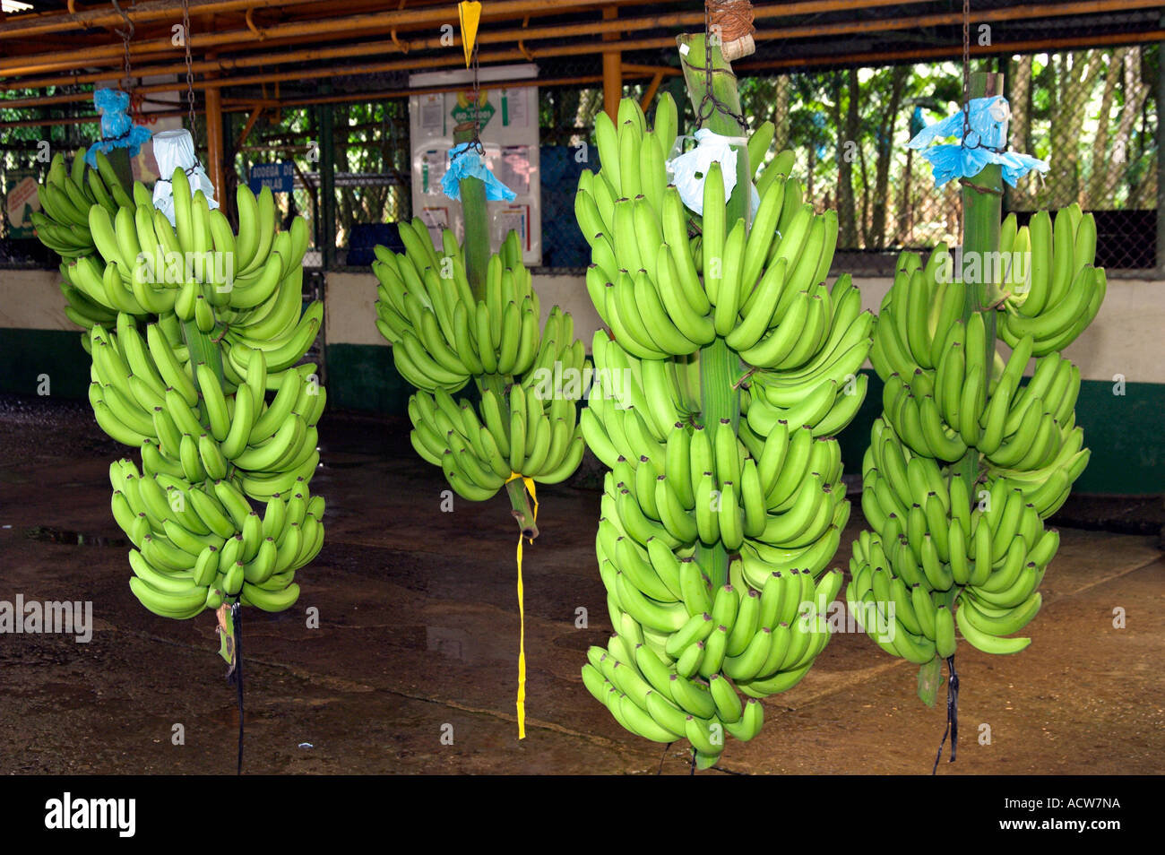 Banana shipping hi-res stock photography and images - Alamy