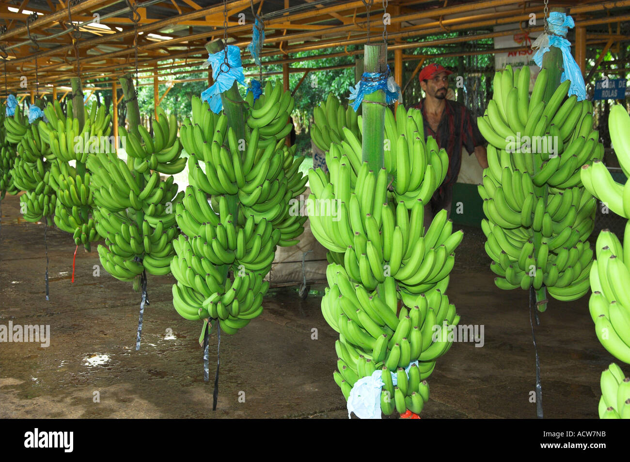 Bunches of bananas enter the processing plant on conveyor transports ...