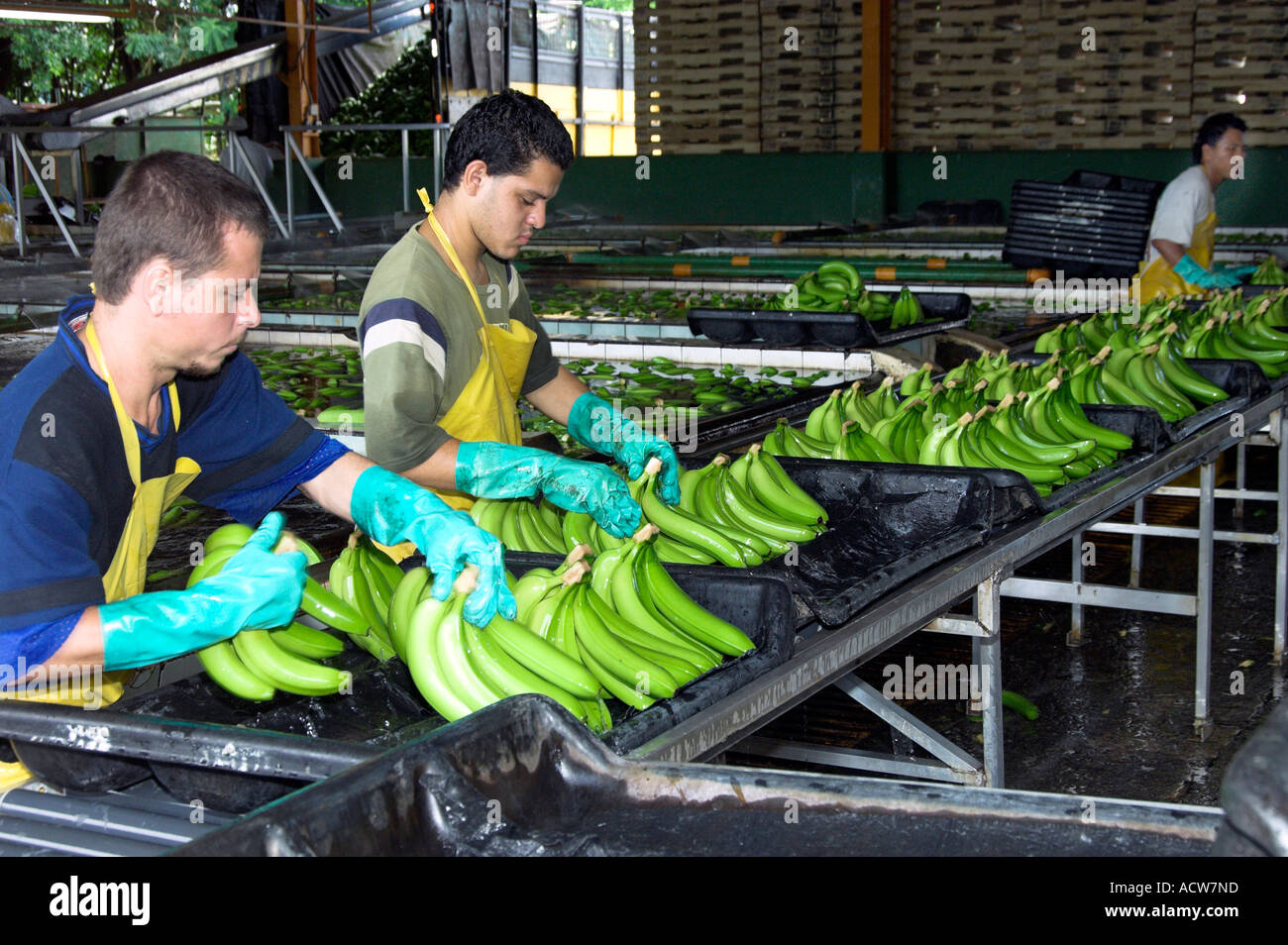 Workers processing bananas at a Dole banana plantation in Costa Rica ...