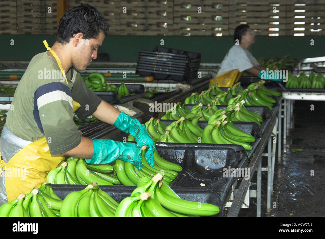 Banana Plantation Workers High Resolution Stock Photography and Images ...