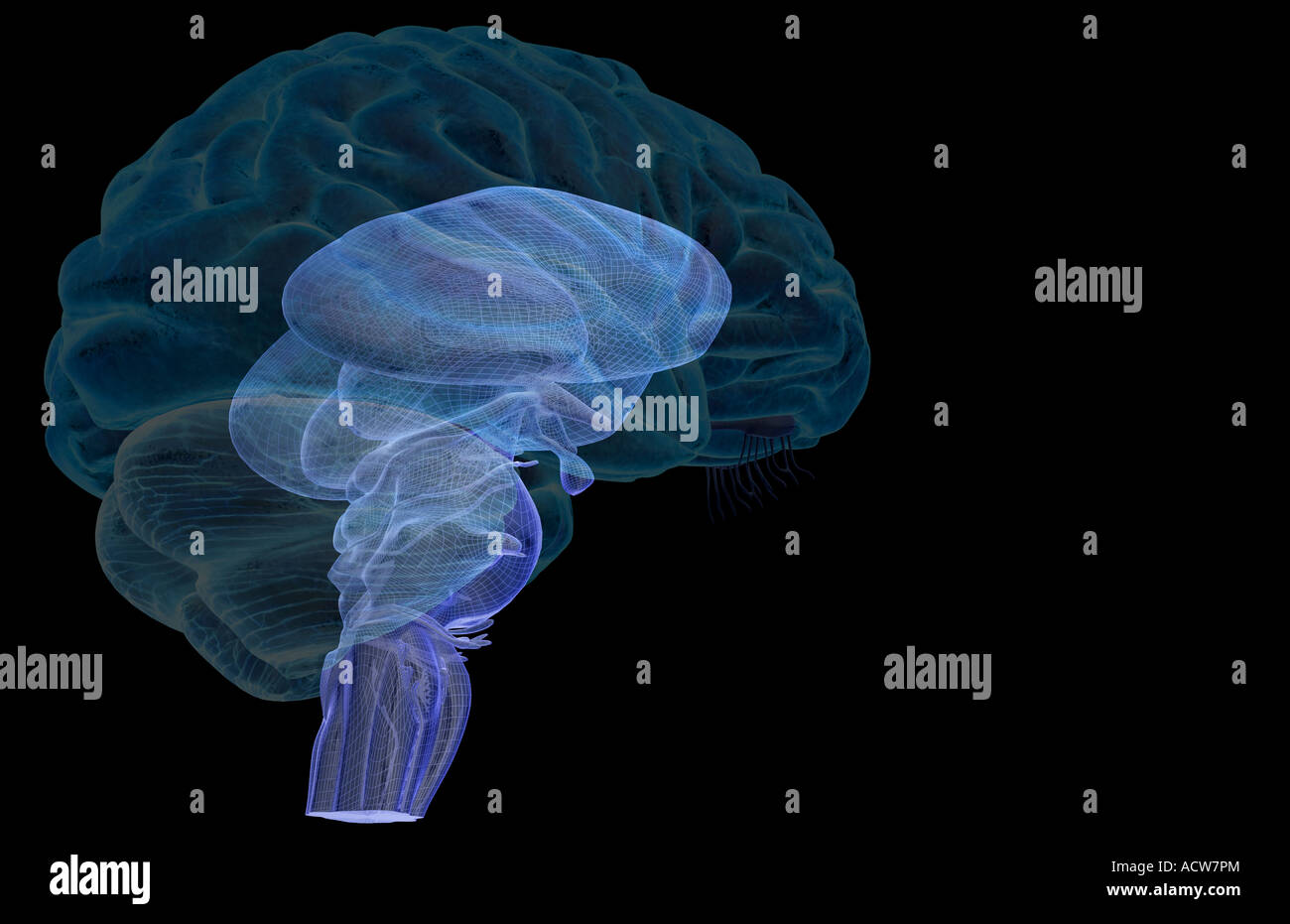 Cerebrum cerebellum brainstem hi-res stock photography and images - Alamy