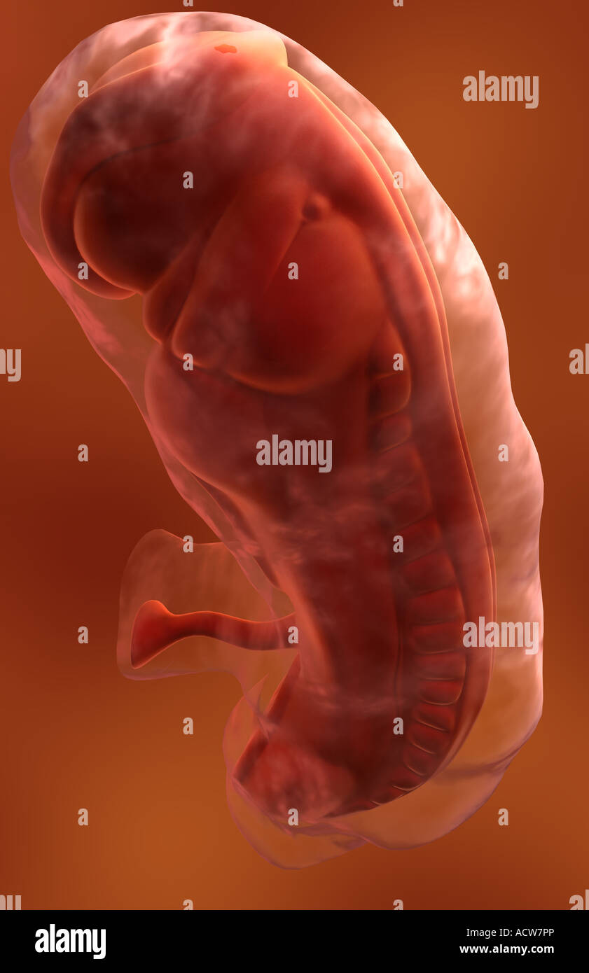 Growth embryonic period hi-res stock photography and images - Alamy