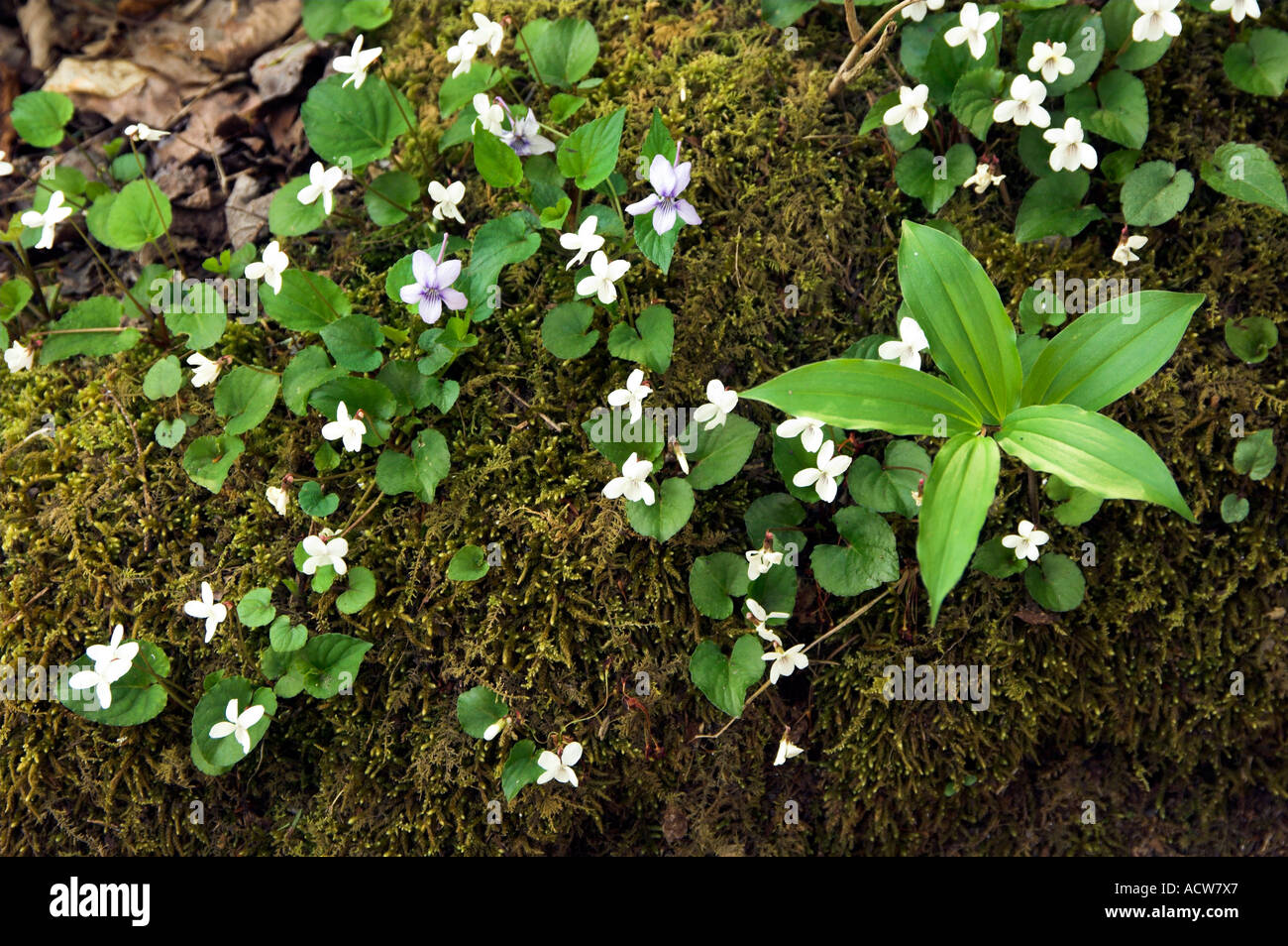 Canadian violets and moss growing on a rocky ledge in The Great Smoky ...