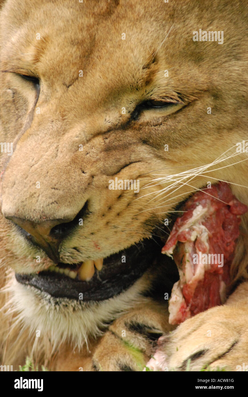 Lion chomping on dinner Stock Photo - Alamy