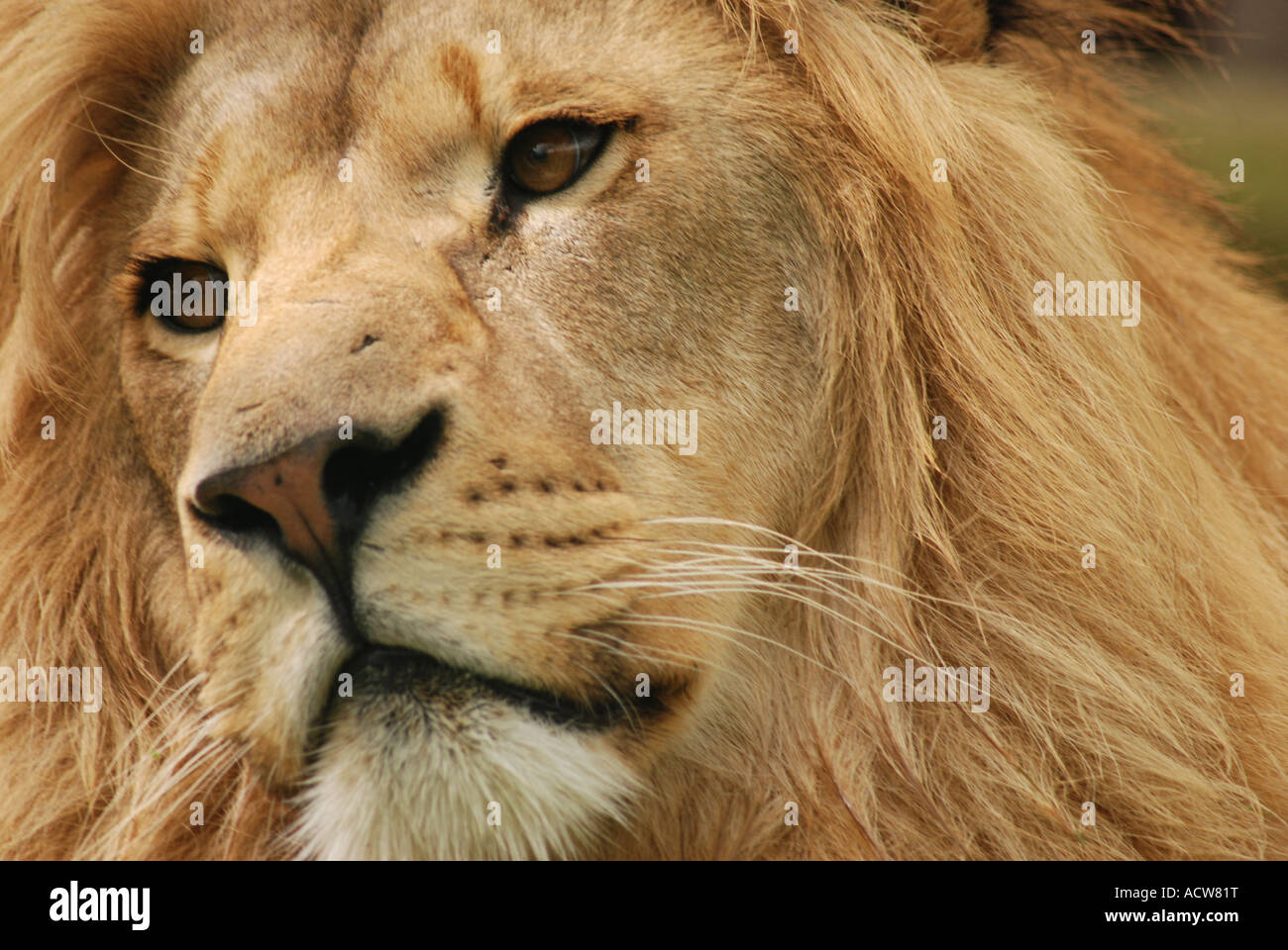 Royal mane hi-res stock photography and images - Alamy