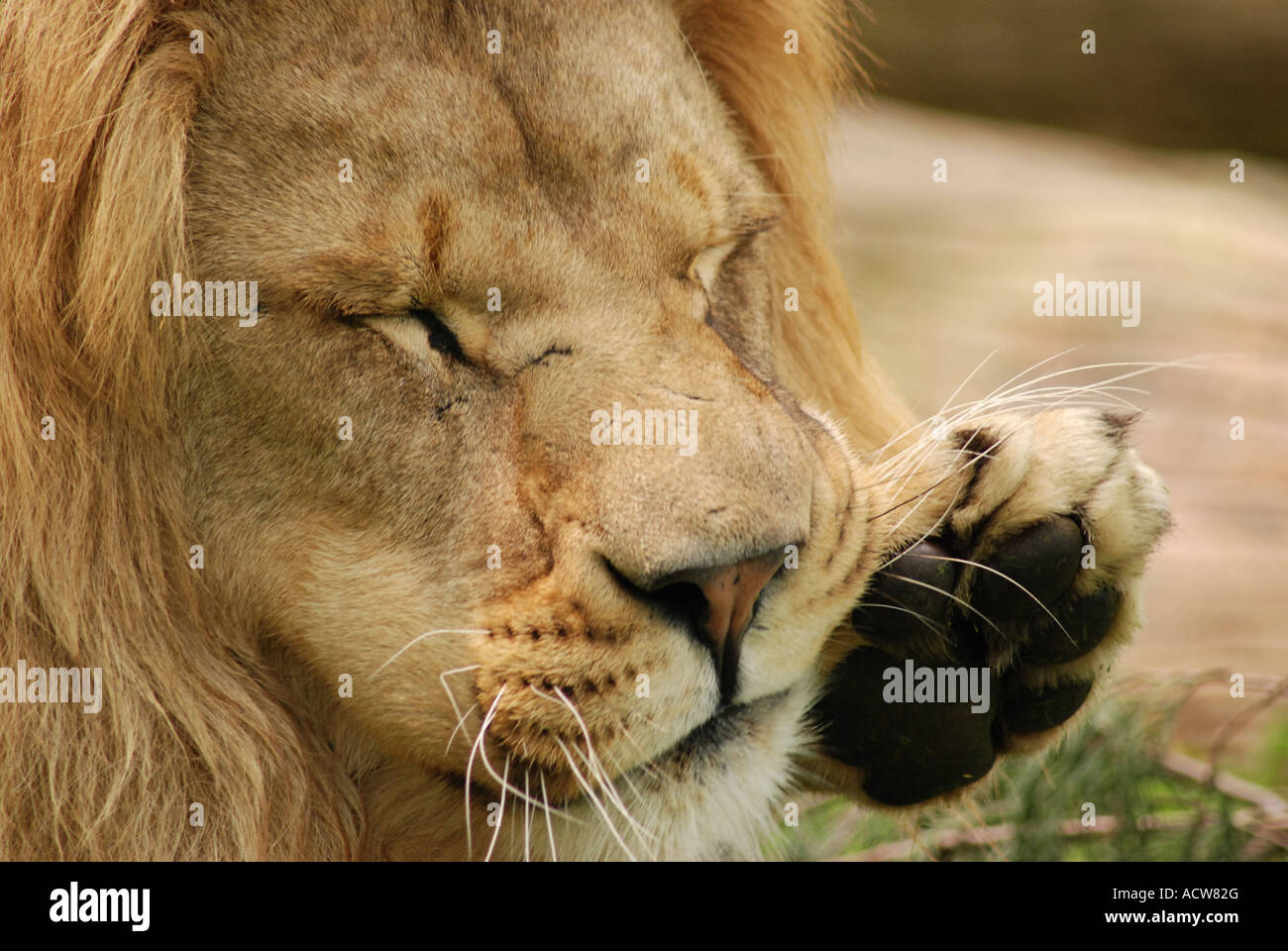 Lion cleaning after his lunch Stock Photo - Alamy
