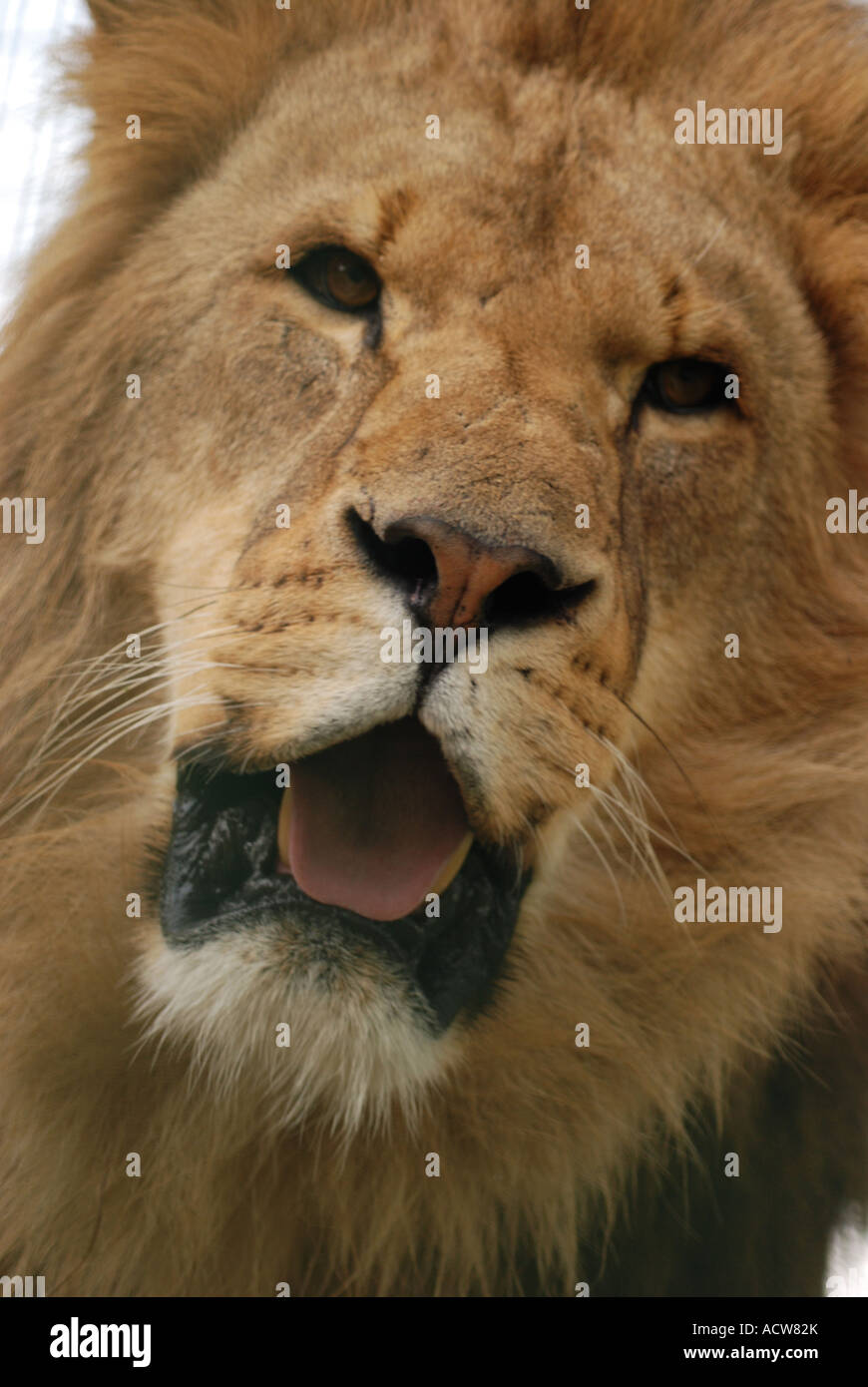 Smiling Male Lion Stock Photo - Alamy