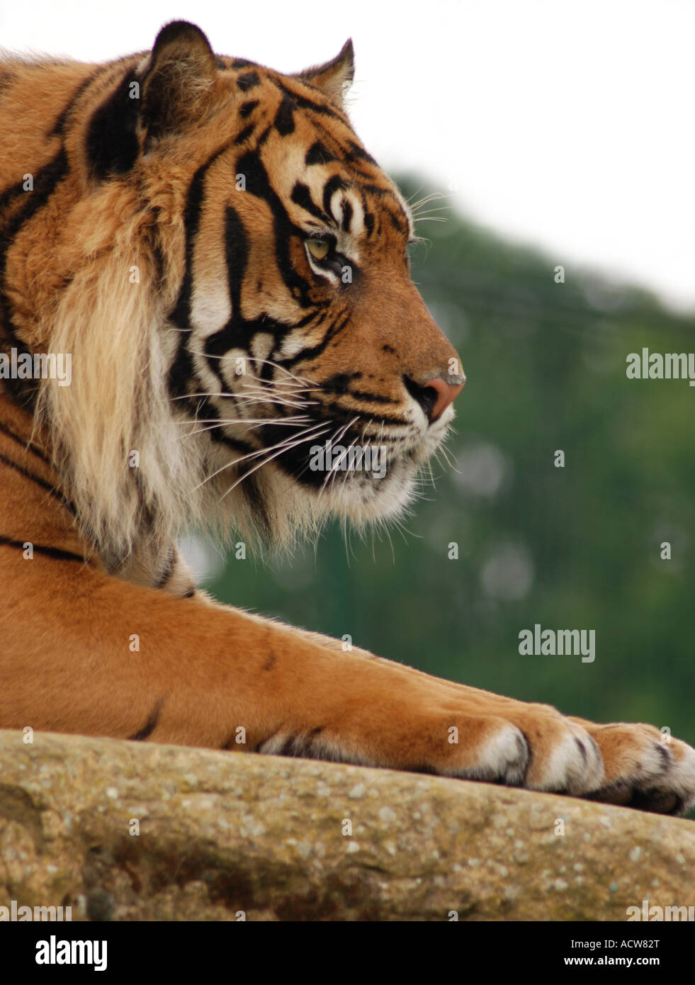 Sumatran Tiger surveys his territory Stock Photo - Alamy