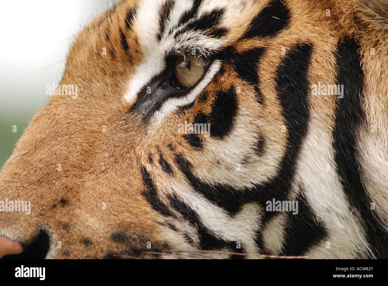 Close up of a Sumatran Tigers head Stock Photo - Alamy
