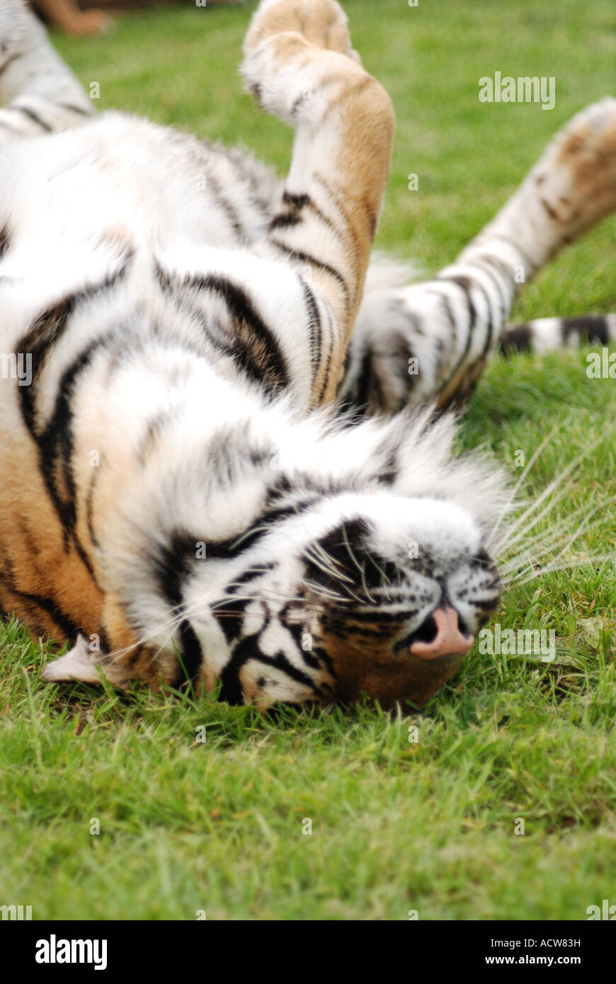 Sumatran Juvenille Tiger rolling in the grass Stock Photo - Alamy