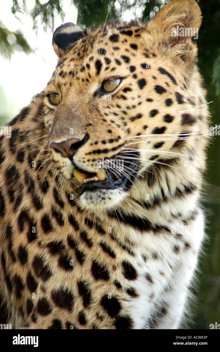 Amur Leopard (Panthera Pardus Orientalis Stock Photo - Alamy