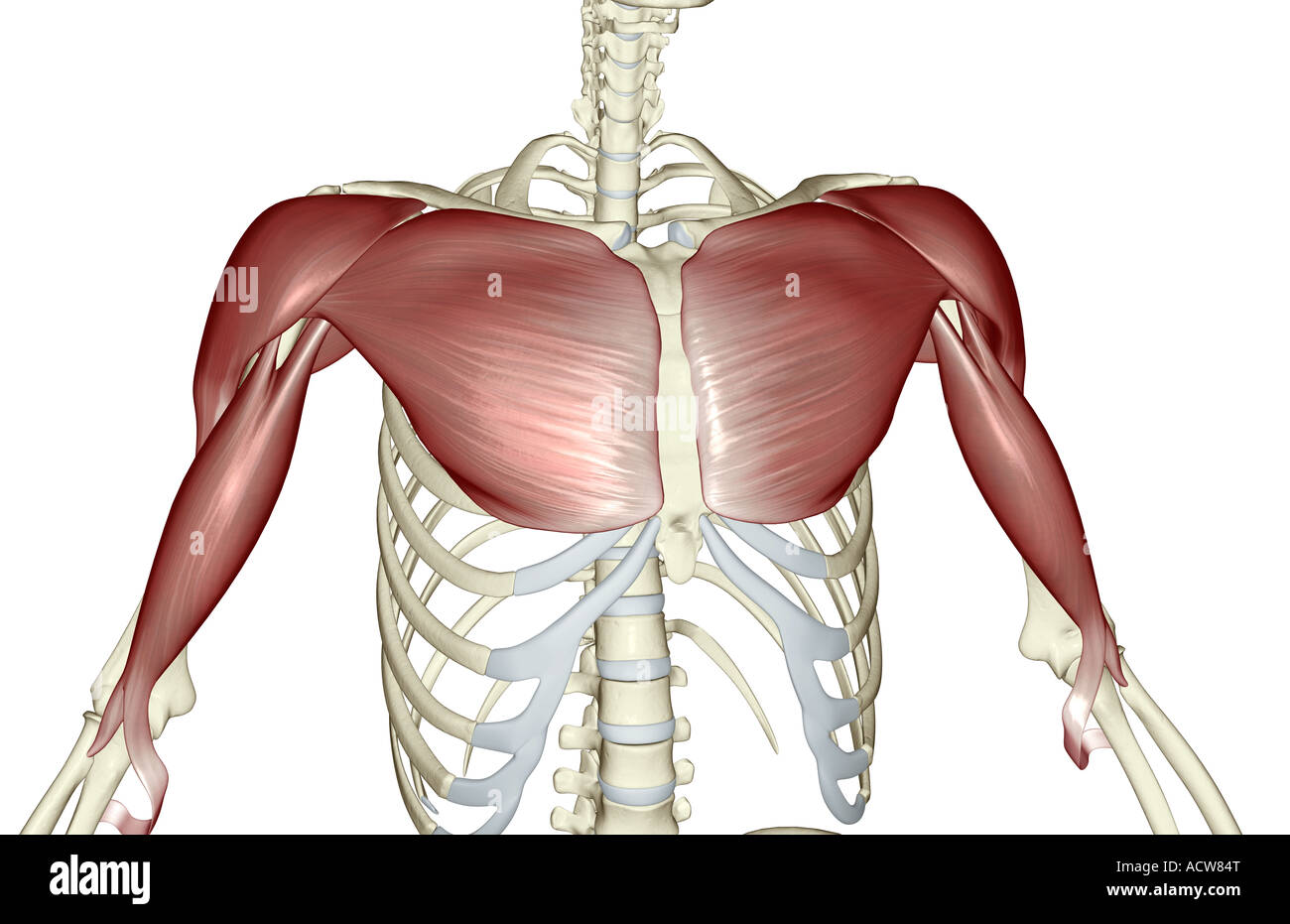 Muscles of the upper body Stock Photo - Alamy