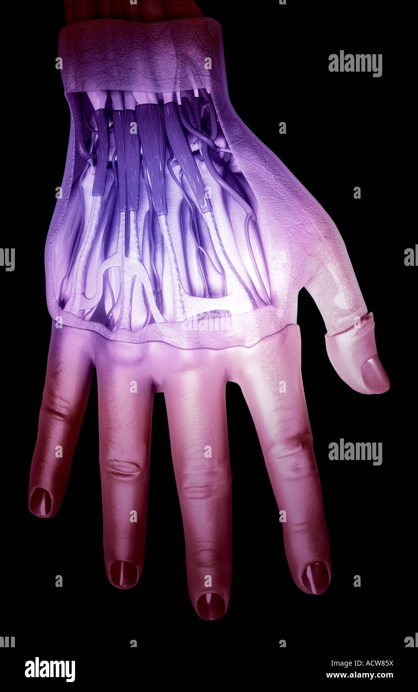 Hand musculature hi-res stock photography and images - Alamy
