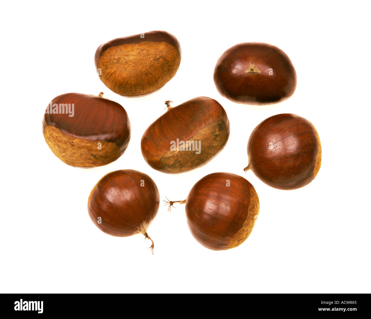 Sweet fresh edible chestnut nuts Autumn Wild Nature Aboreal Stock Photo ...