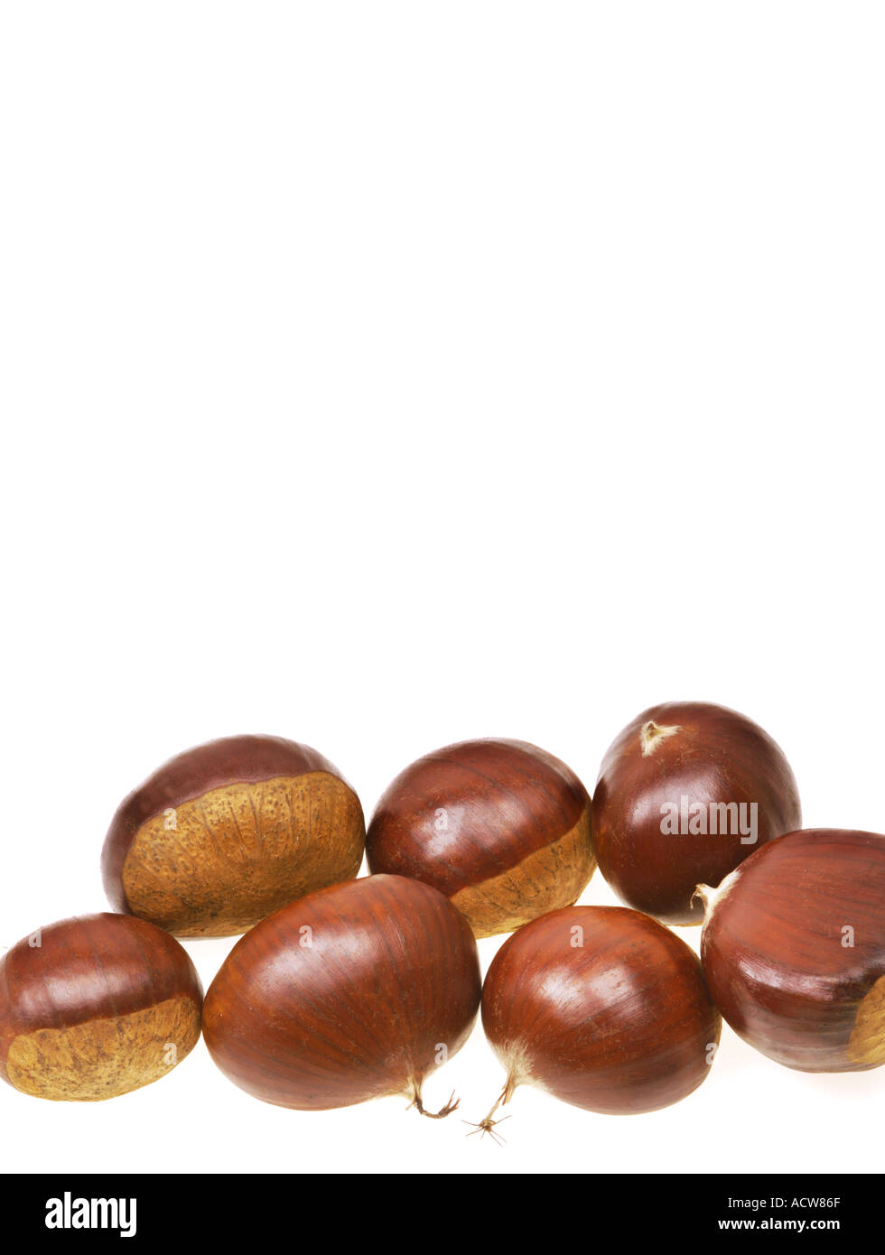 Sweet fresh edible chestnut nuts Autumn Wild Nature Aboreal Stock Photo ...