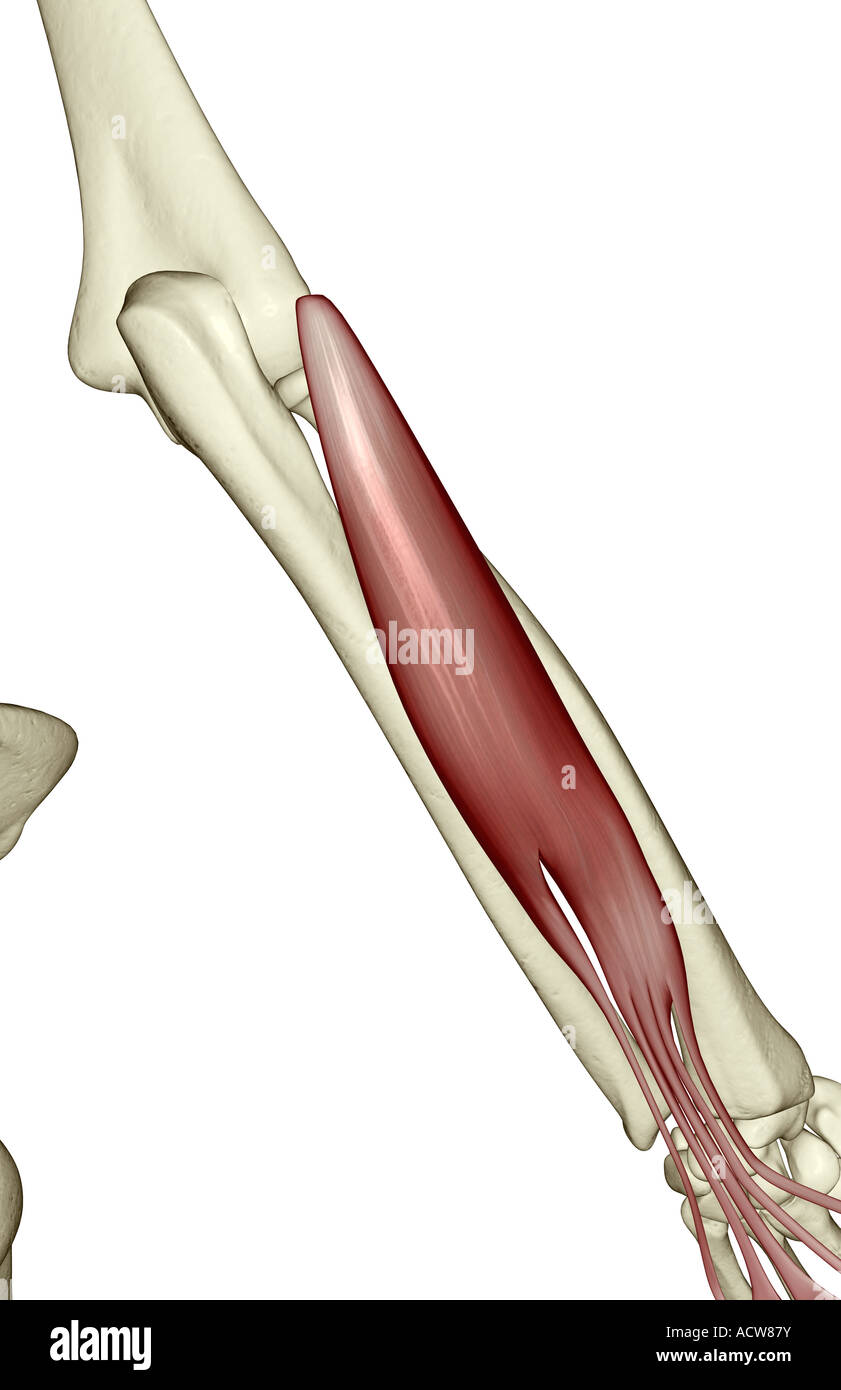 Extensor muscle hi-res stock photography and images - Alamy