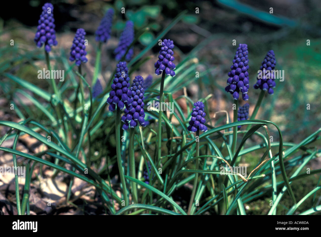 PLANT HYACINH Grape Stock Photo - Alamy