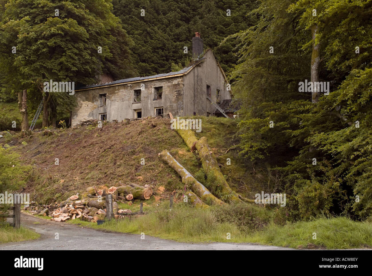 Tywi forest hi-res stock photography and images - Alamy