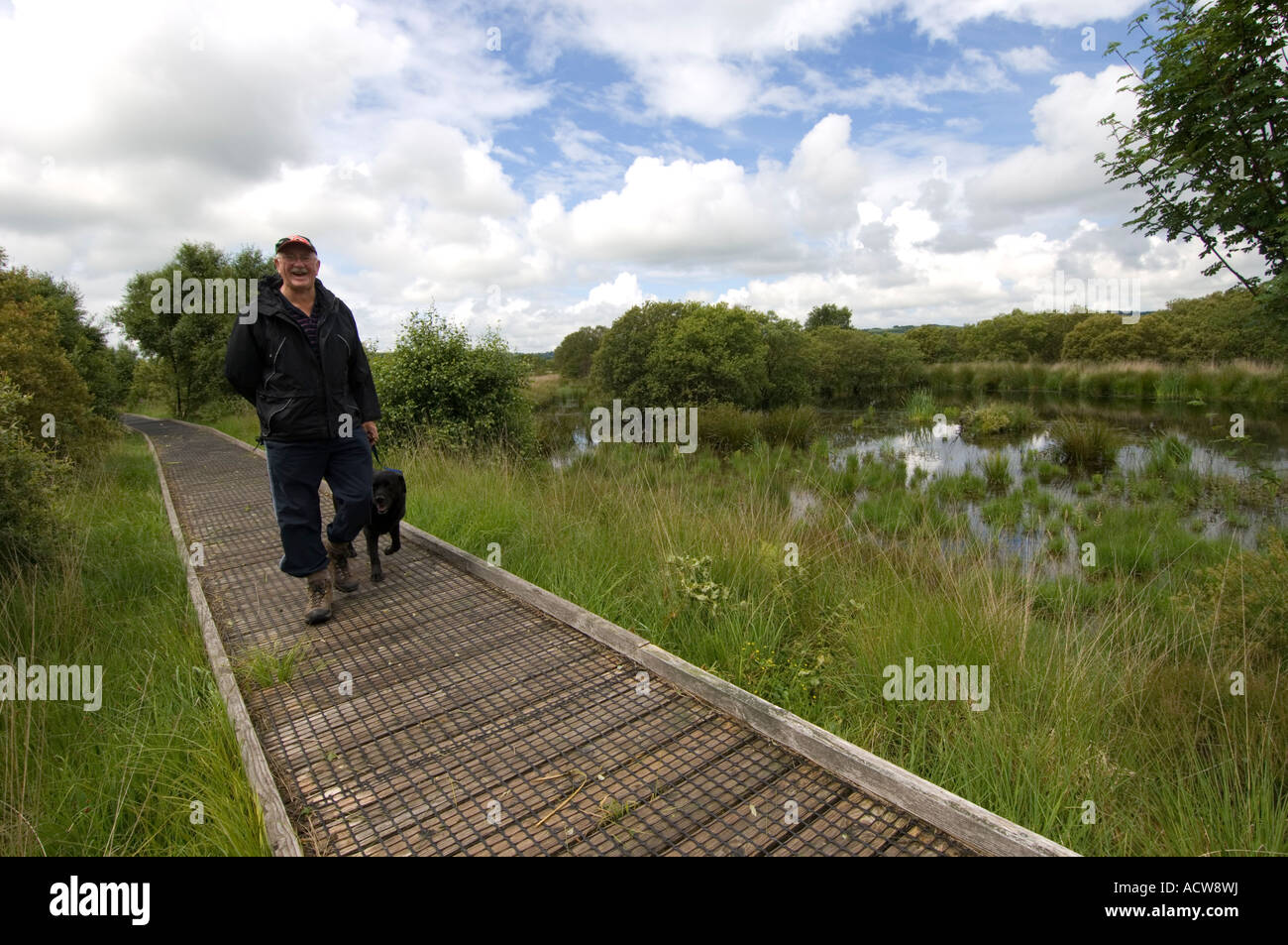 man walking his dog on wooden trackway over the marsh wetlands at Cors ...