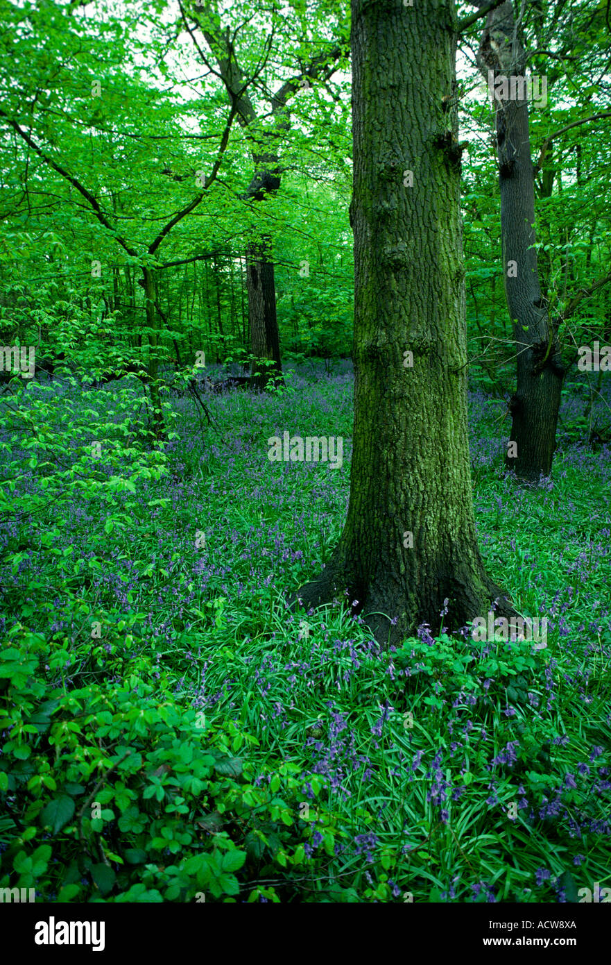 Oxleas Wood, South London. Site of proposed road building, 1992 Stock ...