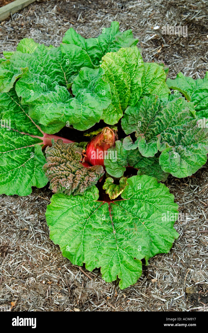 Timperley early rhubarb hi-res stock photography and images - Alamy