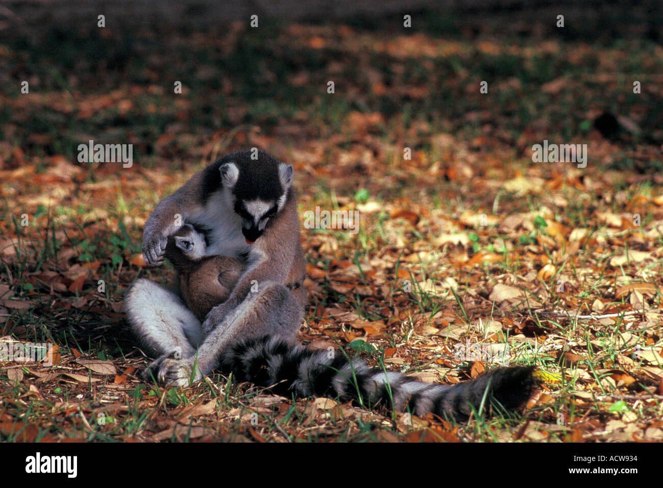 MAMMAL LEMUR Ring tailed Stock Photo - Alamy