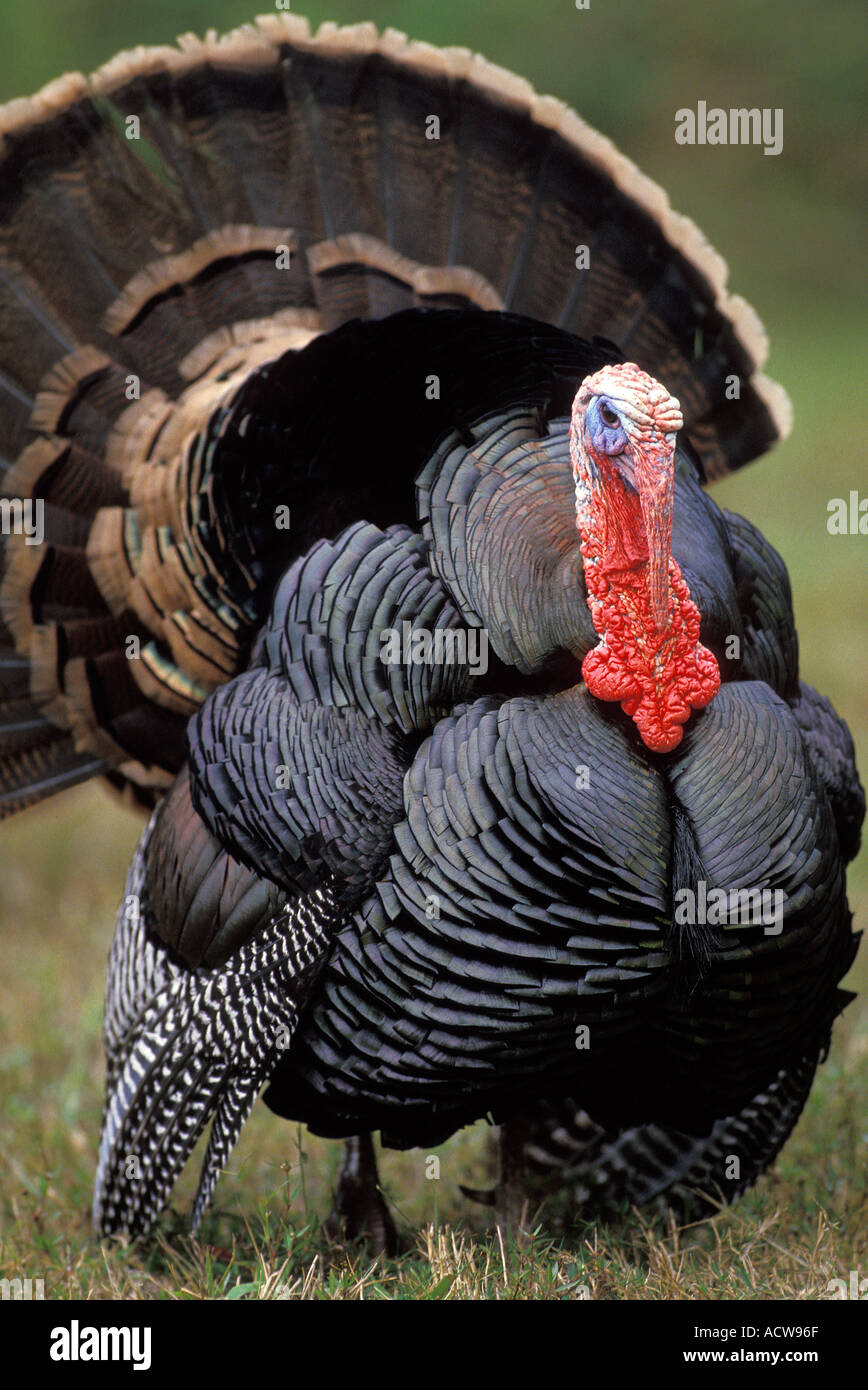 BIRD TURKEY Wild Stock Photo - Alamy