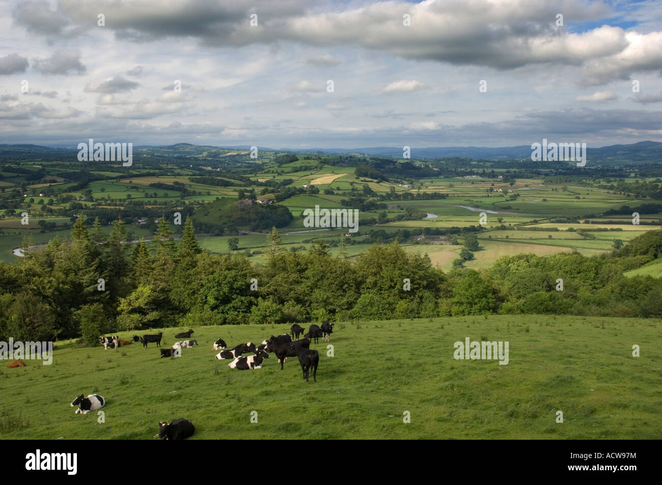 Cattle grazing in the Tywi Valley seen from Paxton s Tower near ...