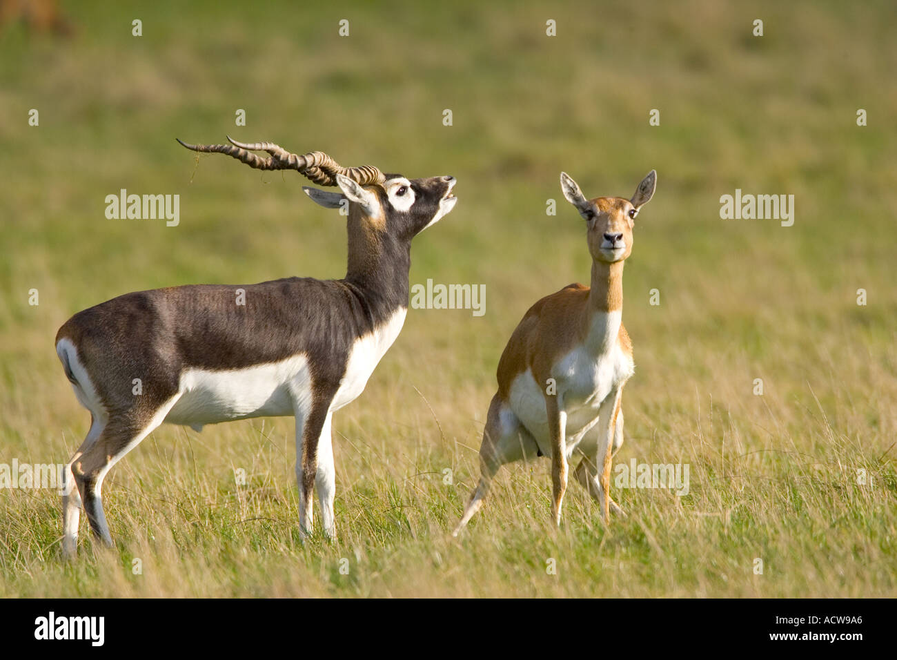 Male Female Blackbuck Indain Sub Continent Stock Photo - Alamy