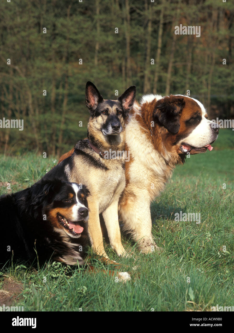 MAMMAL DOG Mixed Species Stock Photo - Alamy
