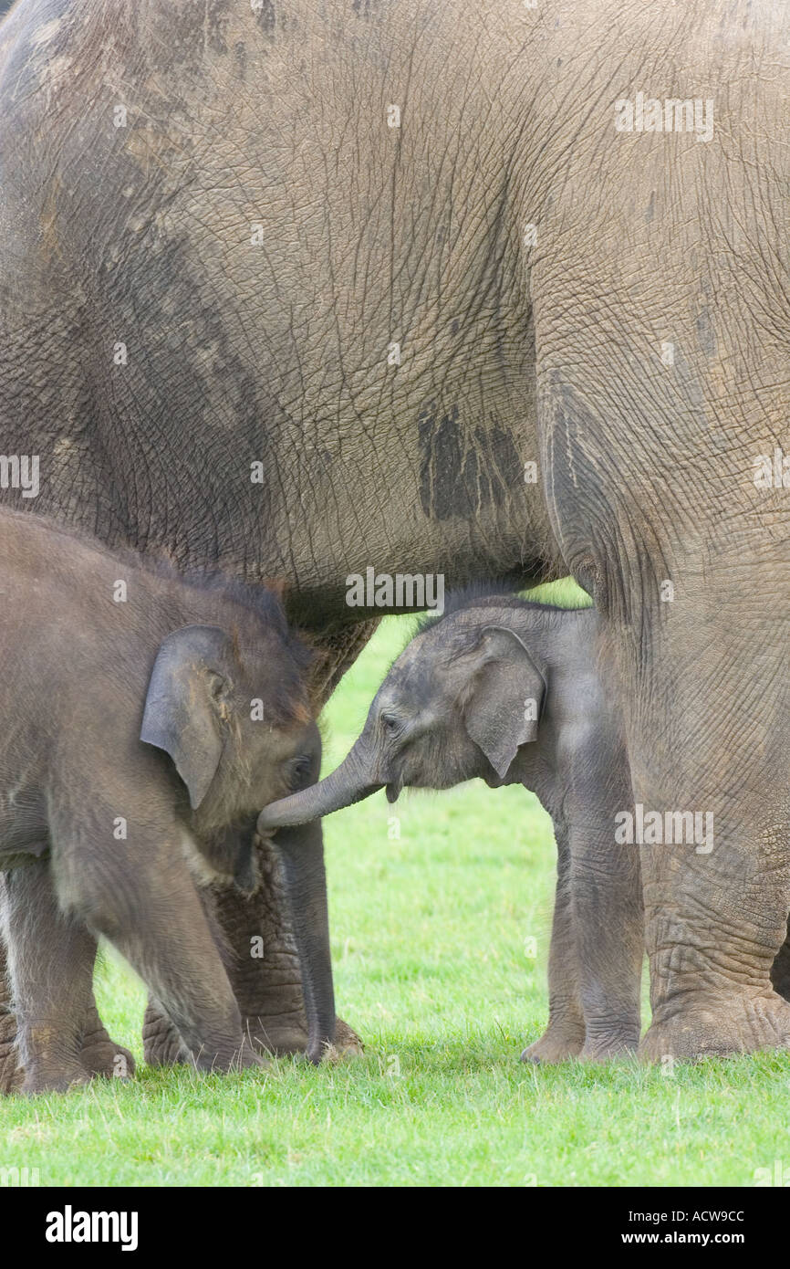 Trained elephant calf hi-res stock photography and images - Alamy