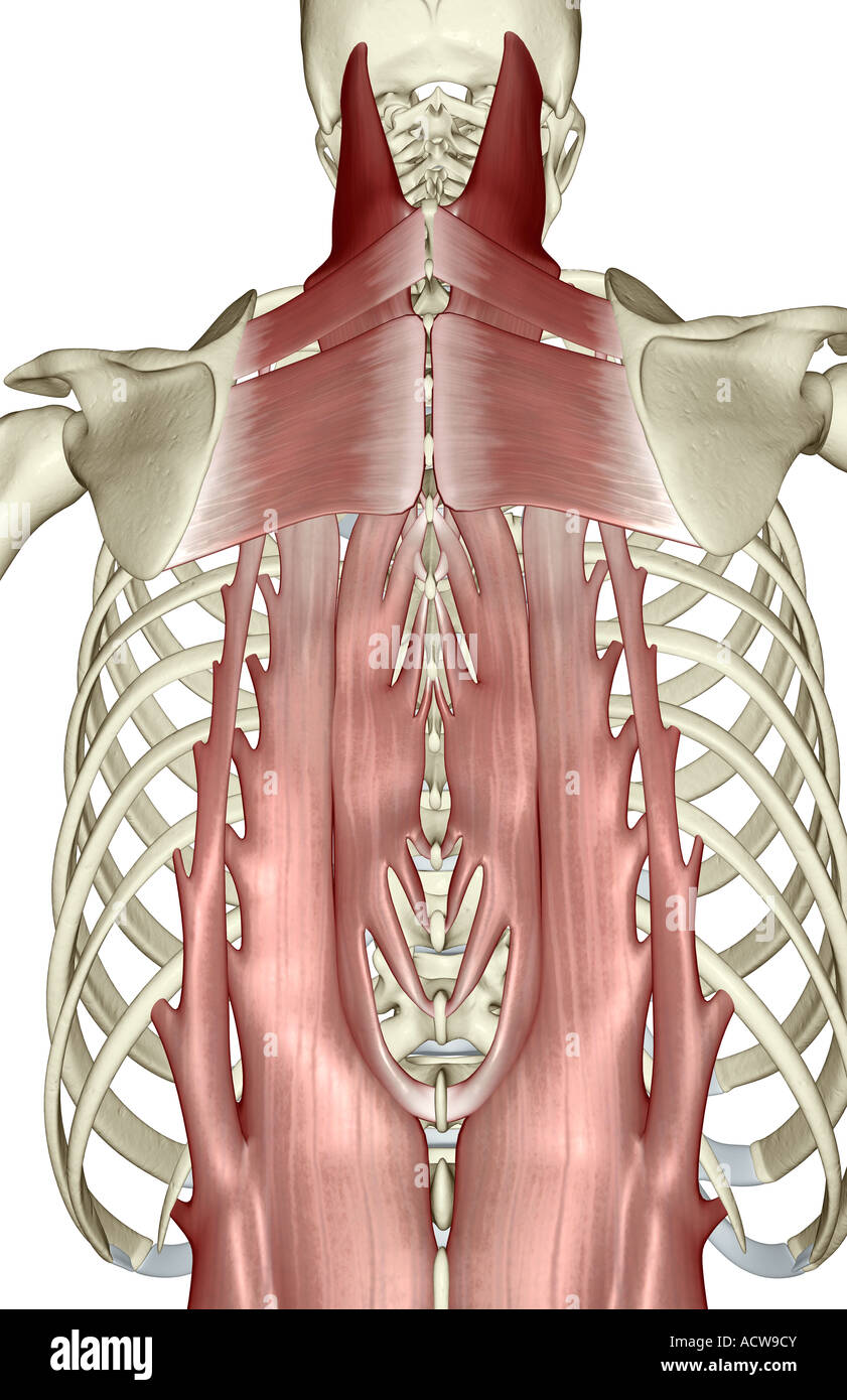 Deep Back Muscles Anatomy 3+ Hundred Deep Back Muscles Anatomy