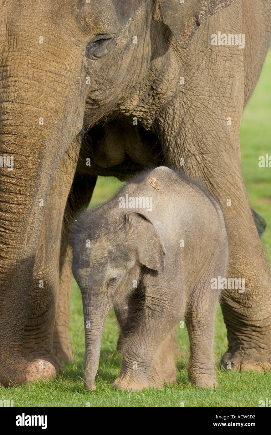 Trained elephant calf hi-res stock photography and images - Alamy