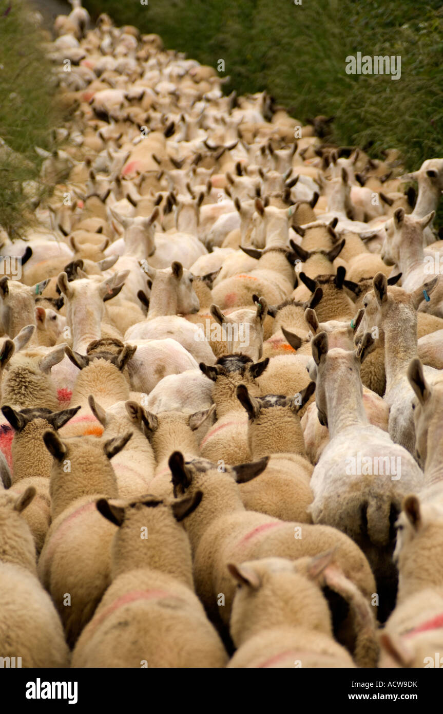 Flock of 400 various breeds of shorn sheep and their unshorn lambs ...