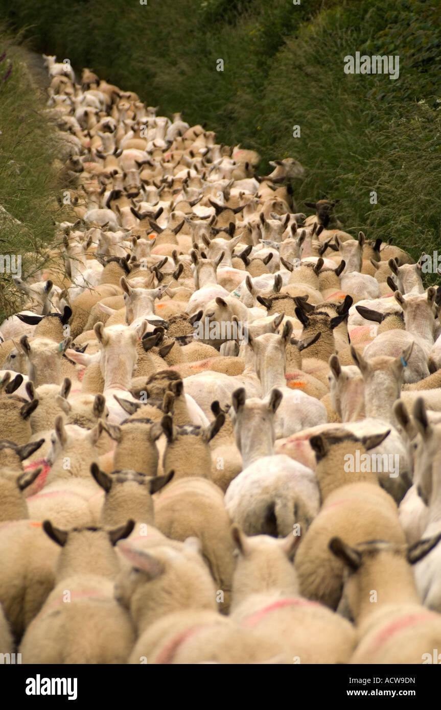 Flock of 400 various breeds of shorn sheep and their unshorn lambs ...