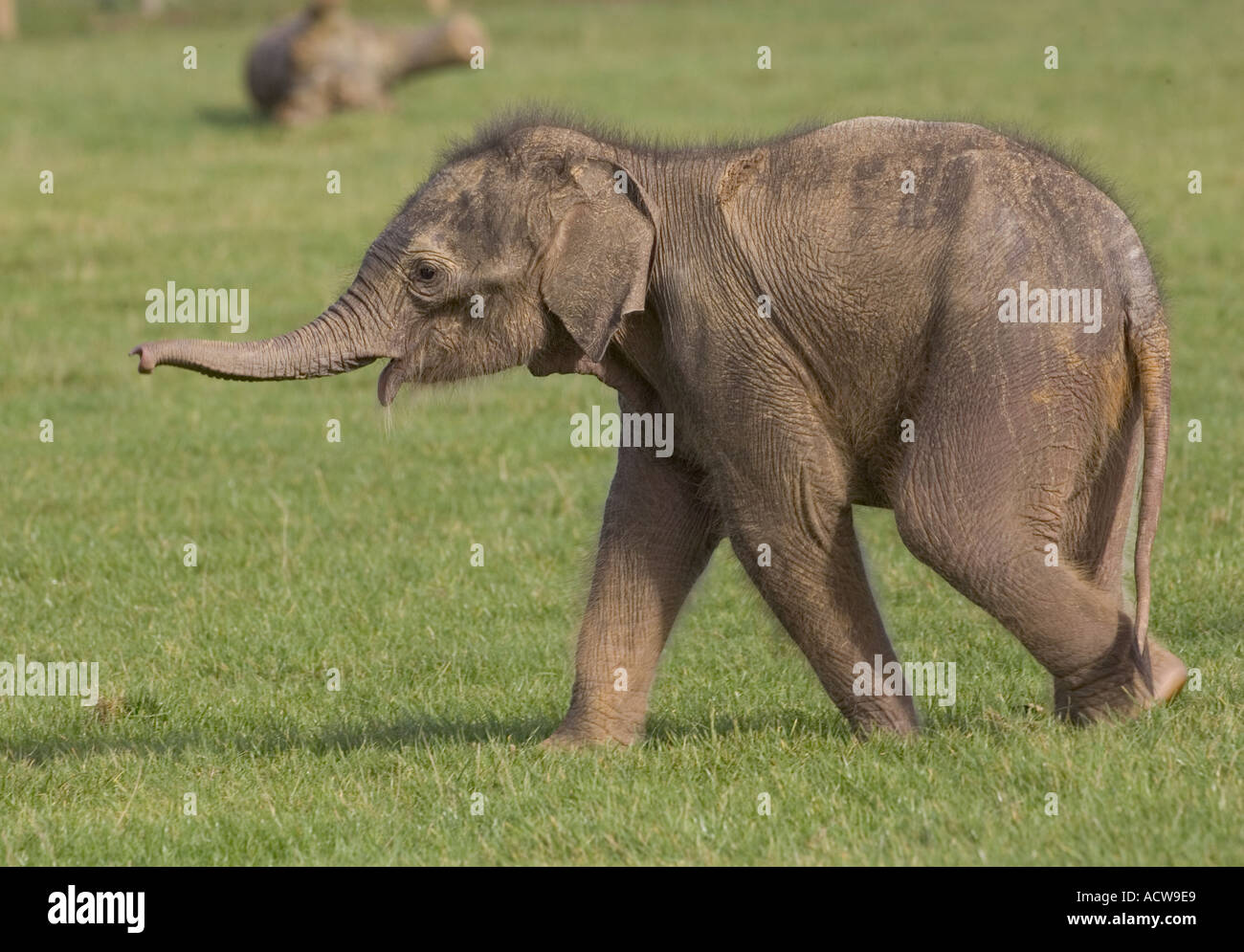 Asian Elephant 3 Month Old Calf Stock Photo - Alamy