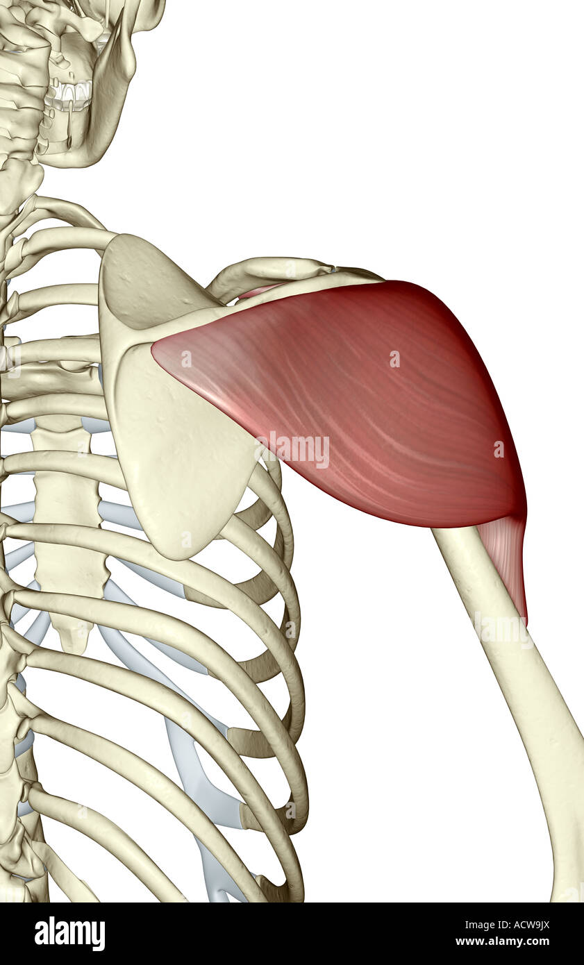 The deltoid muscle Stock Photo - Alamy