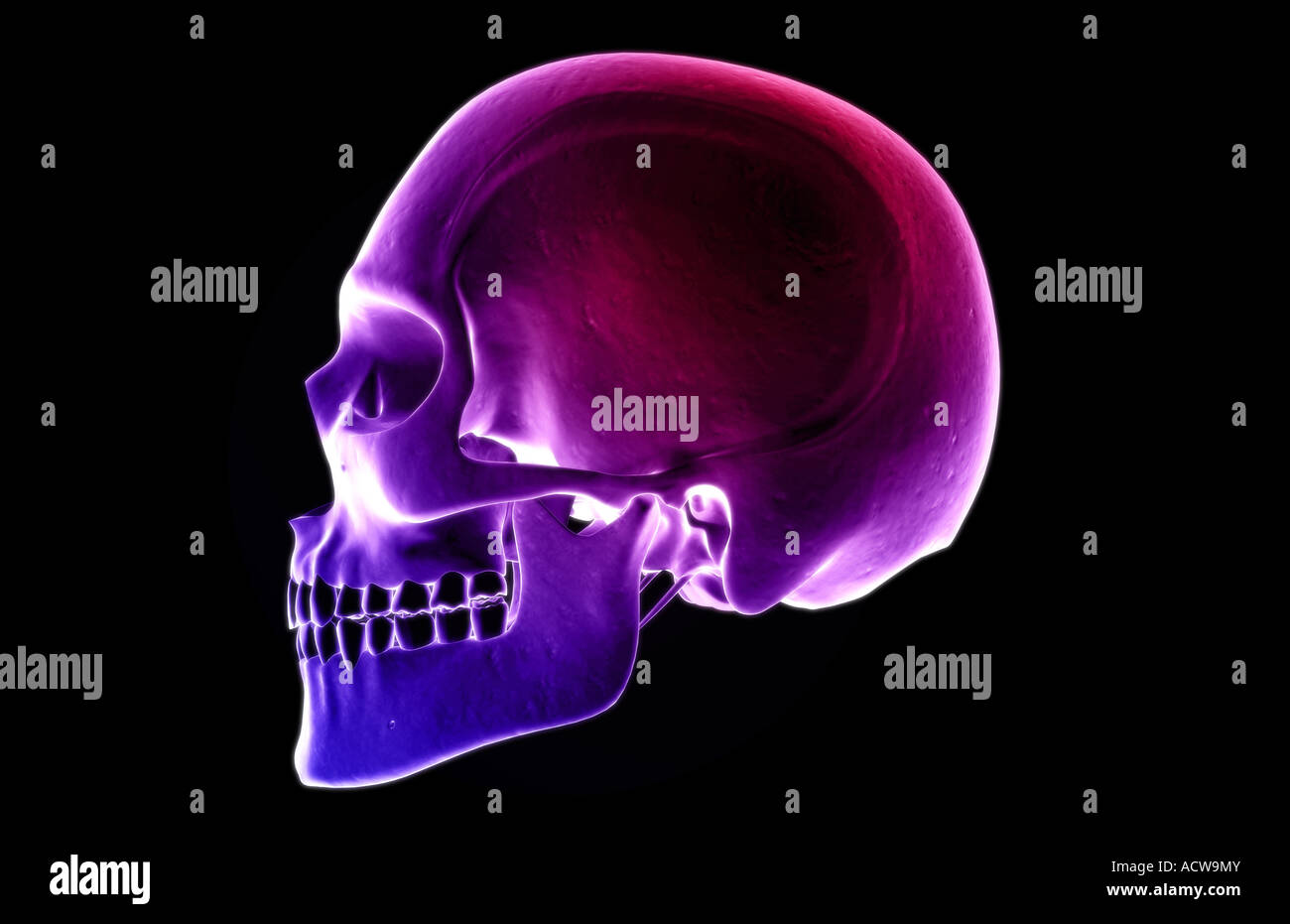 Human Temporal Bone High Resolution Stock Photography and Images - Alamy