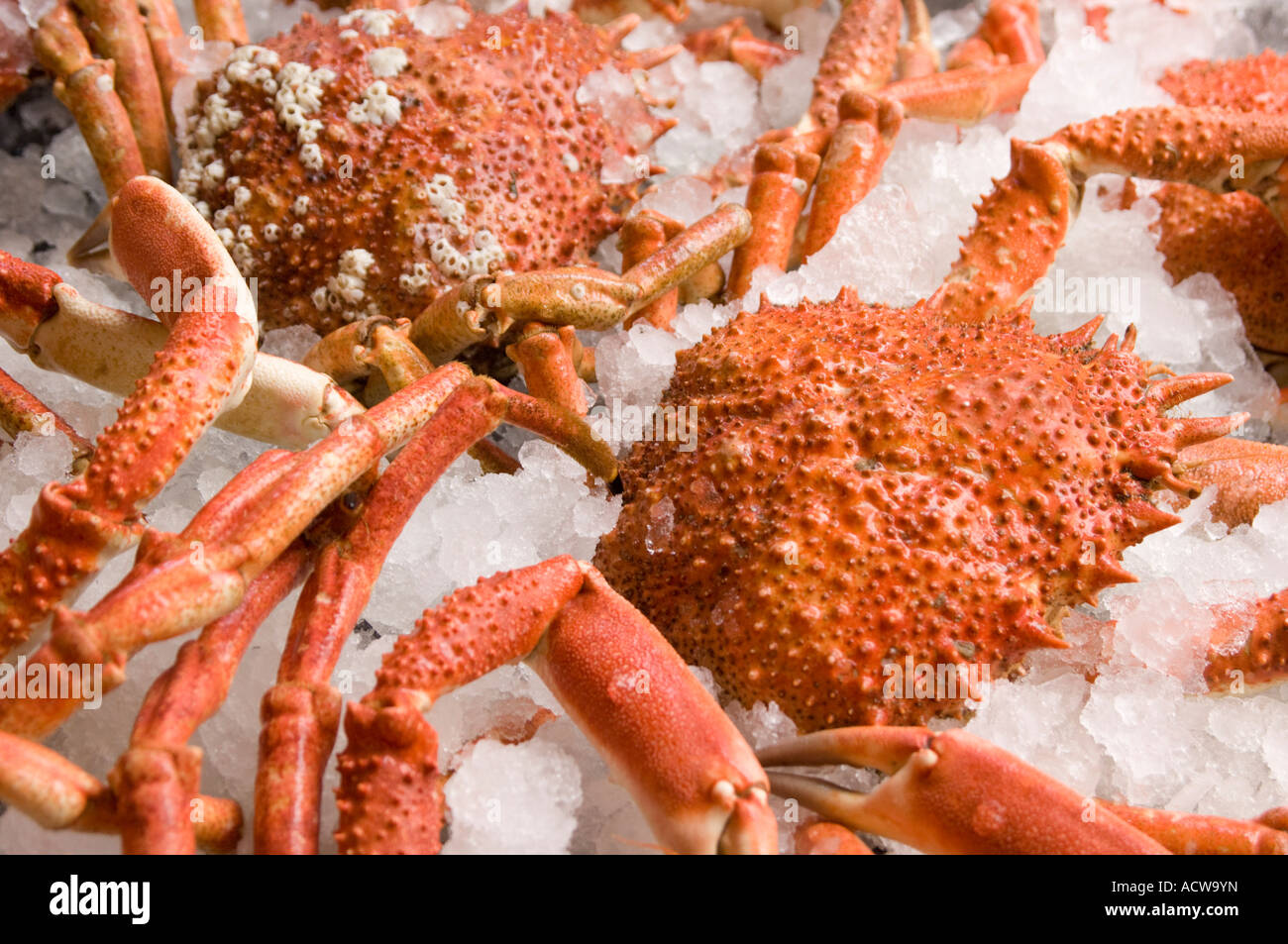 Cooked spider crab hi-res stock photography and images - Alamy