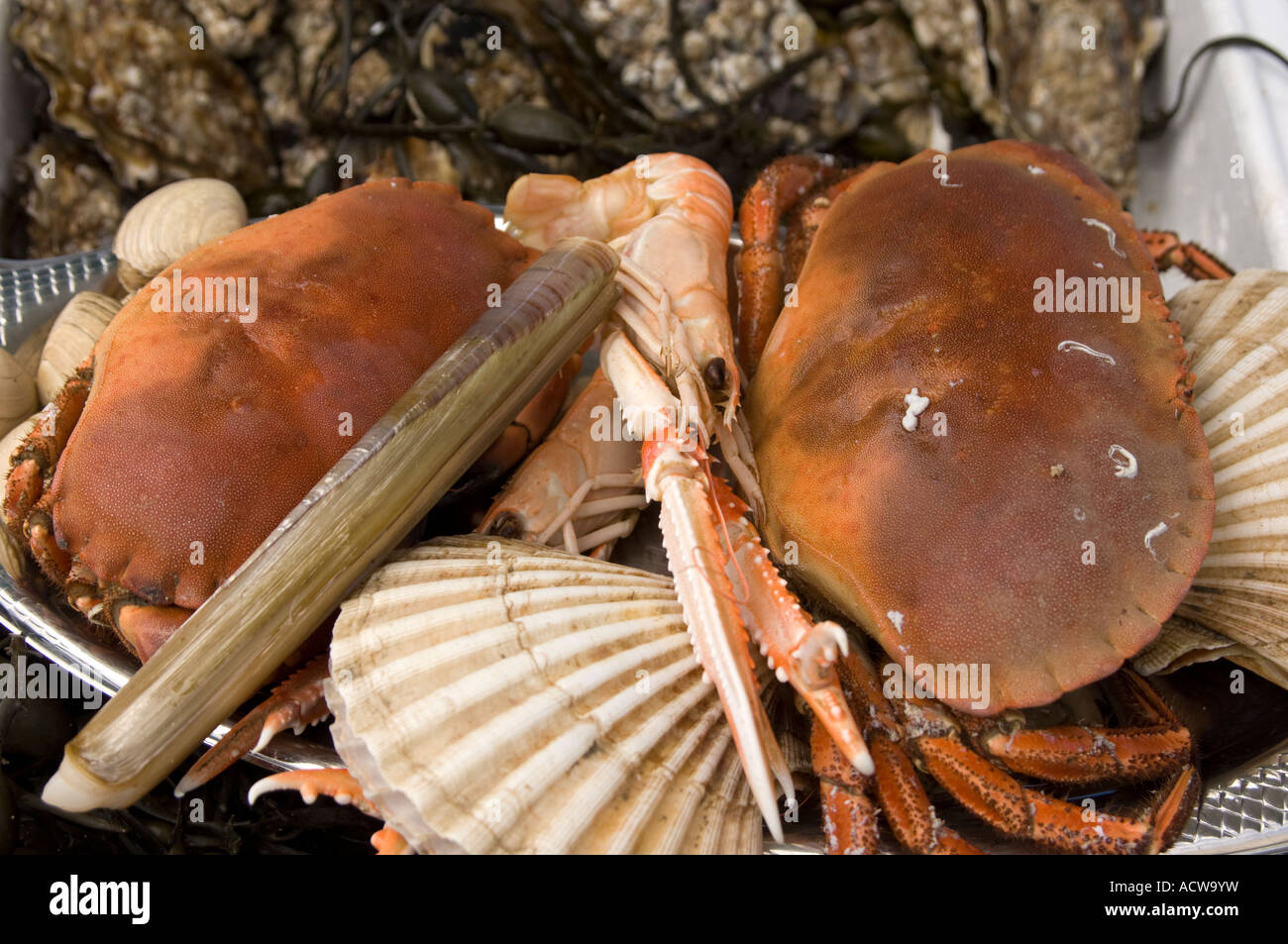 assorted shellfish - razor clams scallops langoustine and spider crabs ...
