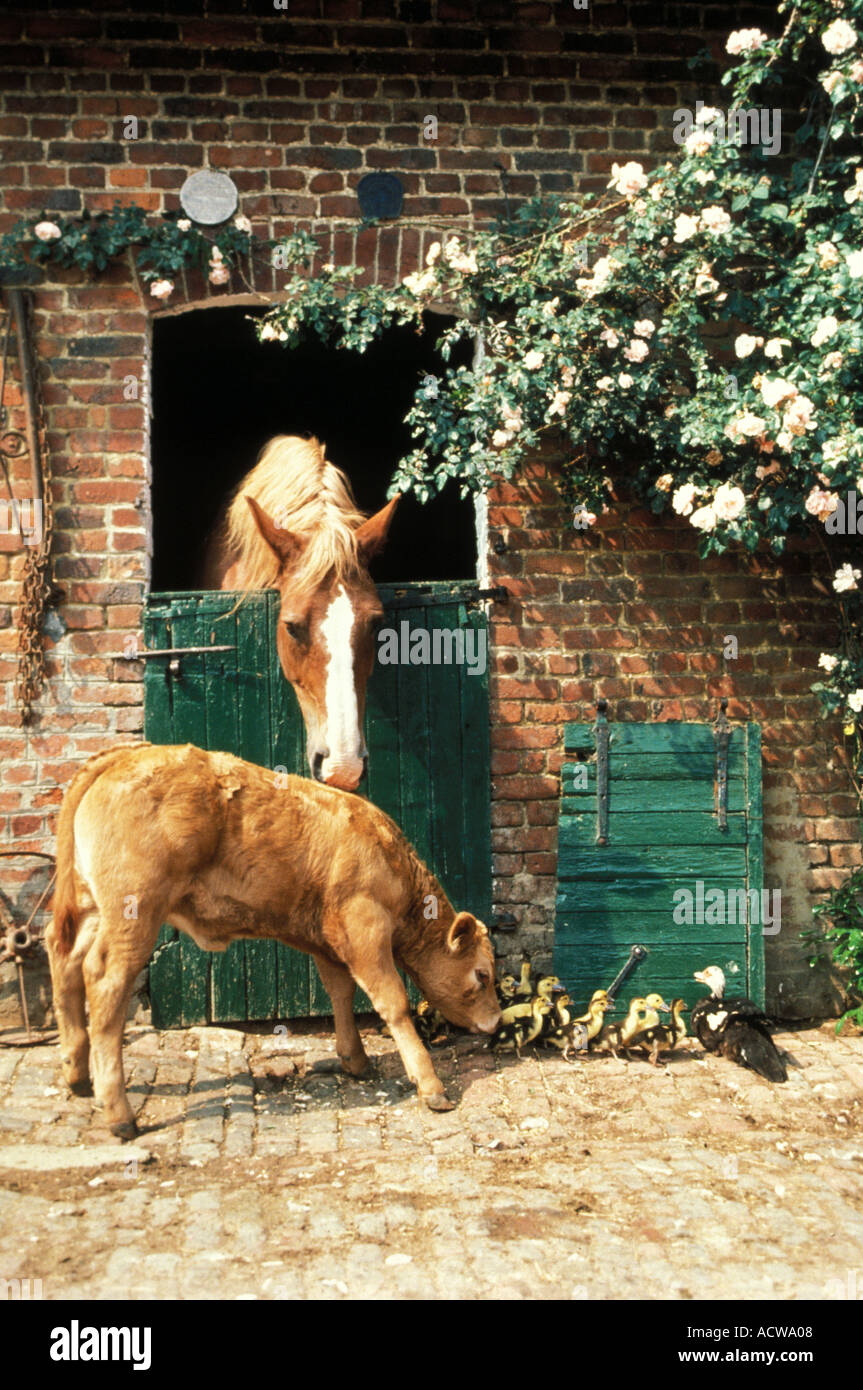MAMMAL MIXED SPECIES Stock Photo - Alamy