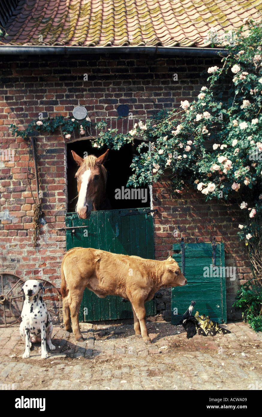 MAMMAL MIXED SPECIES Stock Photo - Alamy