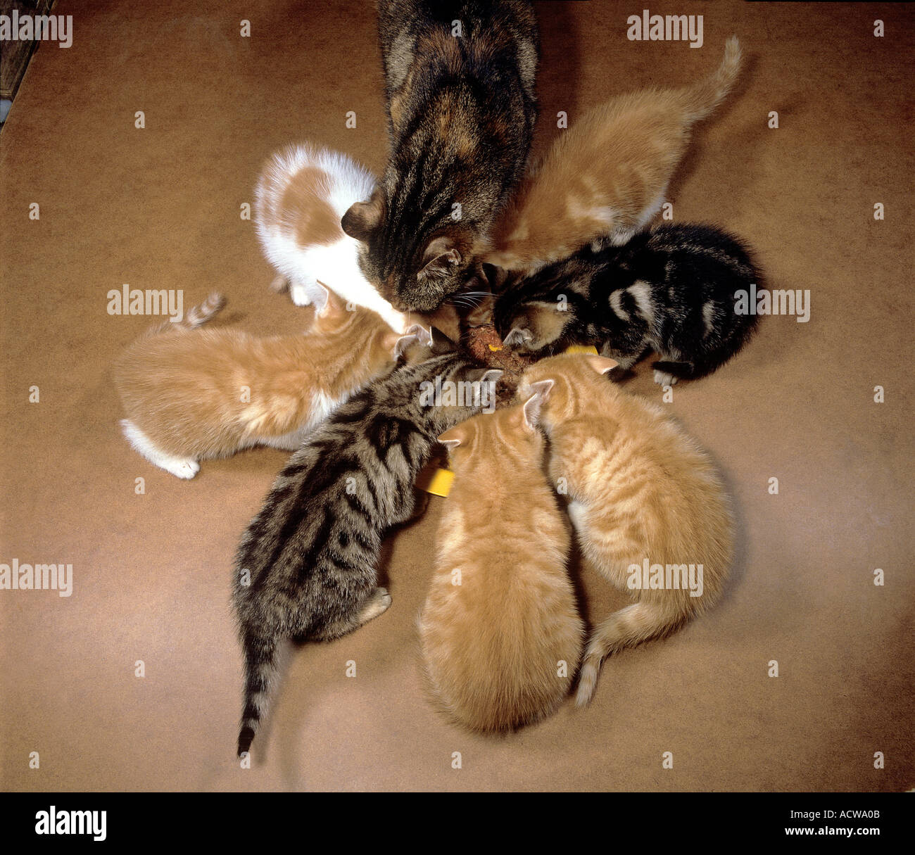 MAMMAL CAT Domestic Stock Photo - Alamy