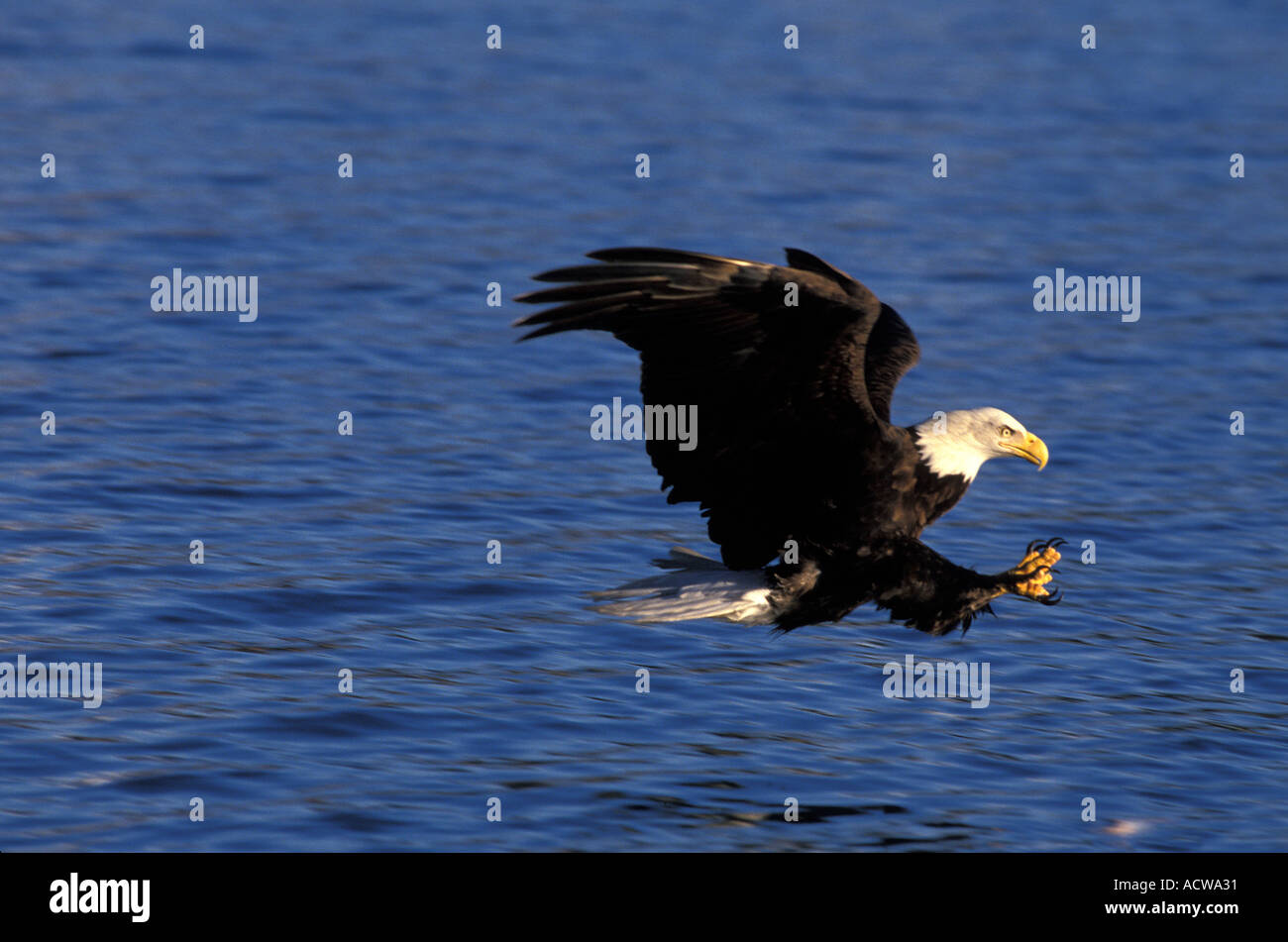 BIRD EAGLE Bald Stock Photo - Alamy