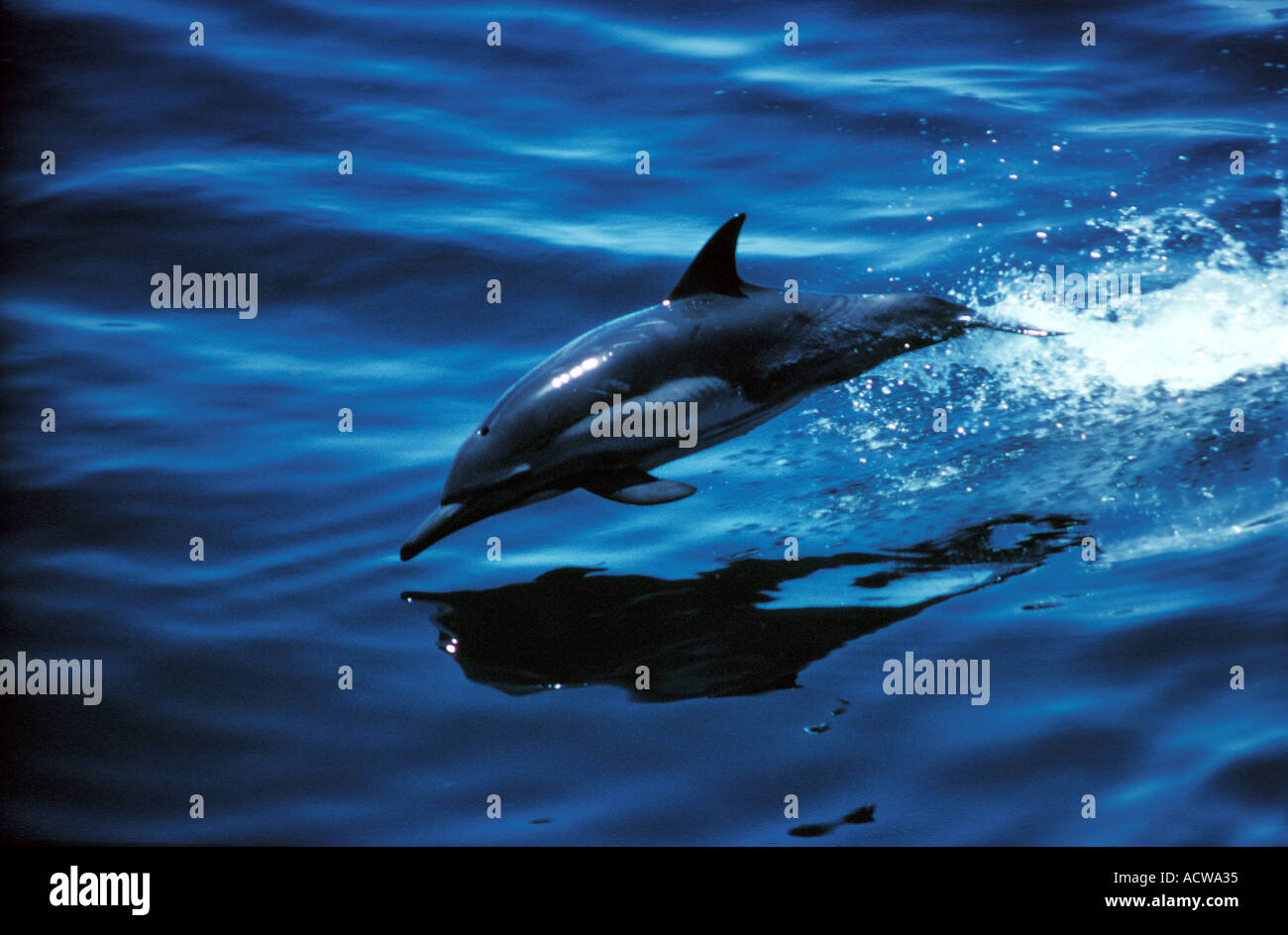 MAMMAL DOLPHIN Common Stock Photo - Alamy