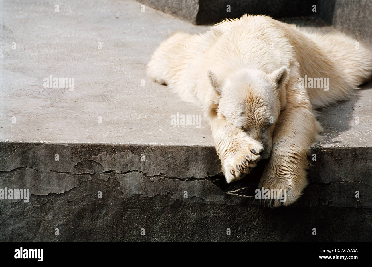 Sleeping polar bear Stock Photo - Alamy