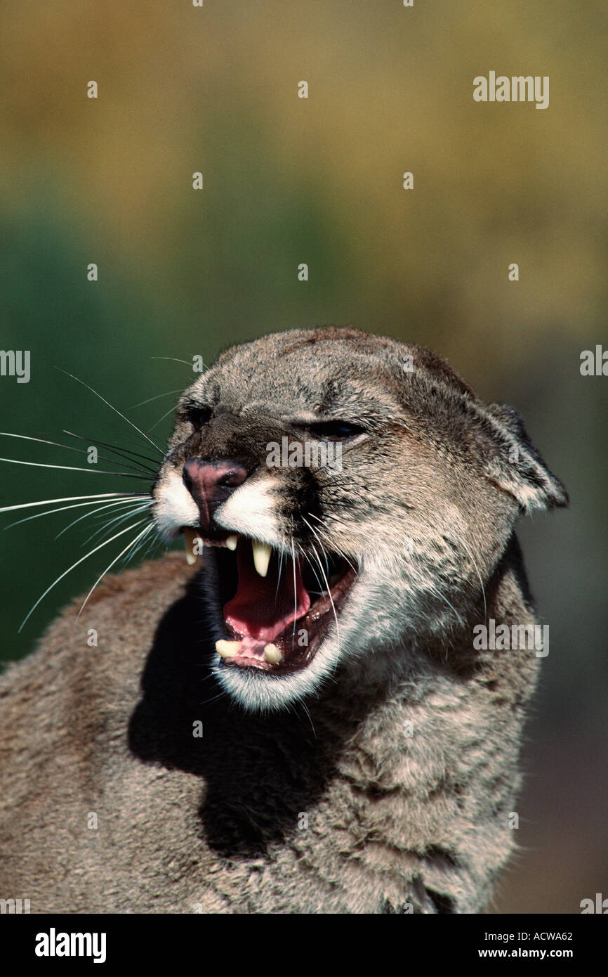 Wild Cougar Not Lion High Resolution Stock Photography and Images - Alamy