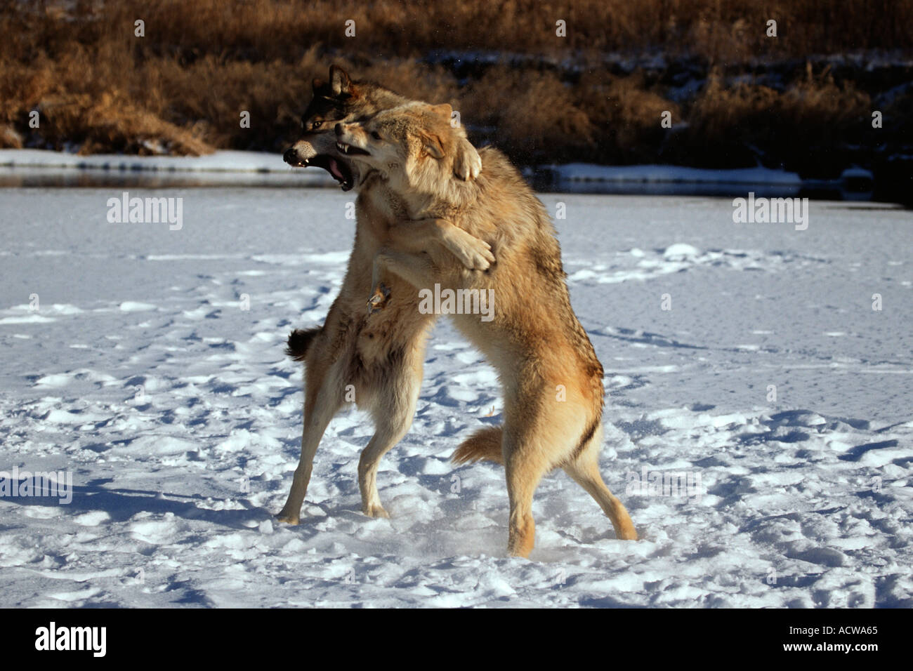 Two fighting wolves hi-res stock photography and images - Alamy
